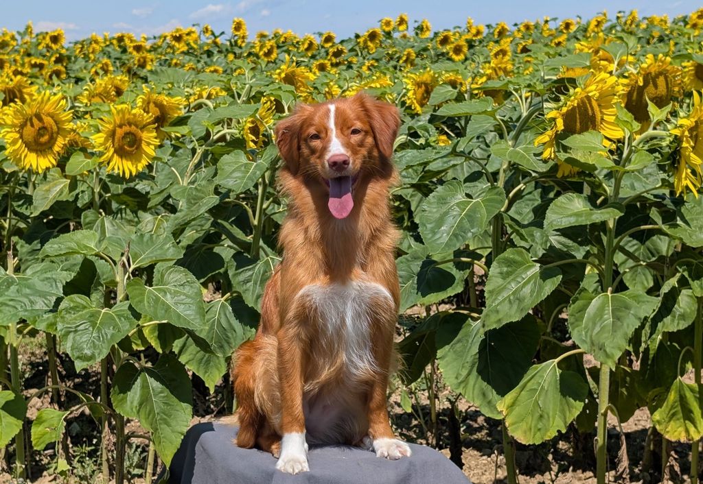 Nova Scotia Duck Tolling Retriever - The Breed Archive