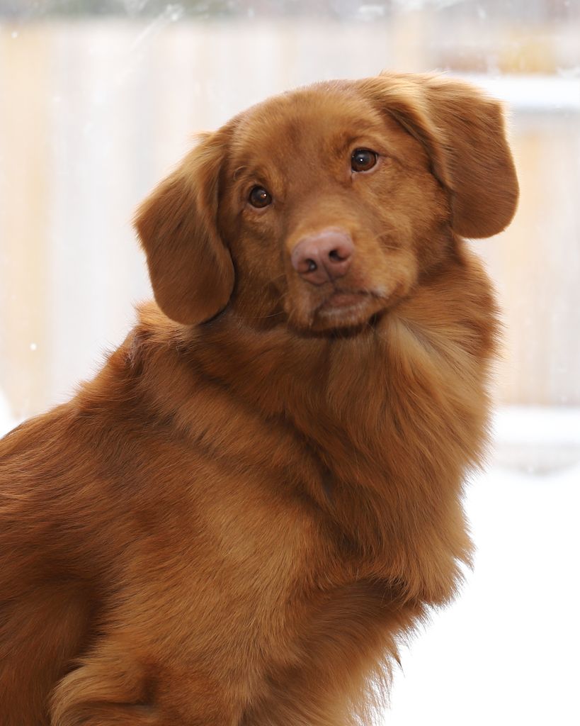 Nova Scotia Duck Tolling Retriever - The Breed Archive