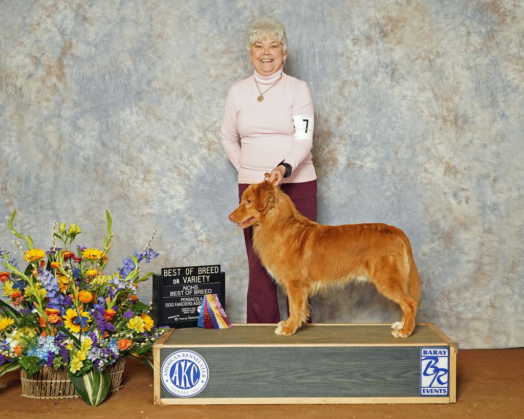 Nova Scotia Duck Tolling Retriever - The Breed Archive