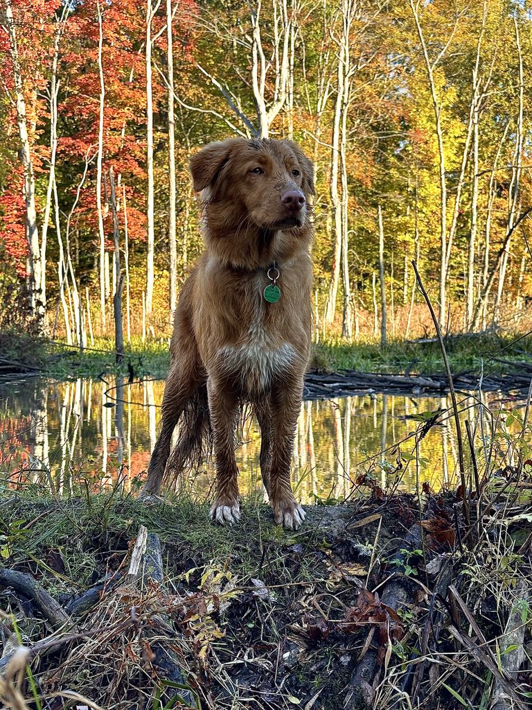 Nova Scotia Duck Tolling Retriever - The Breed Archive