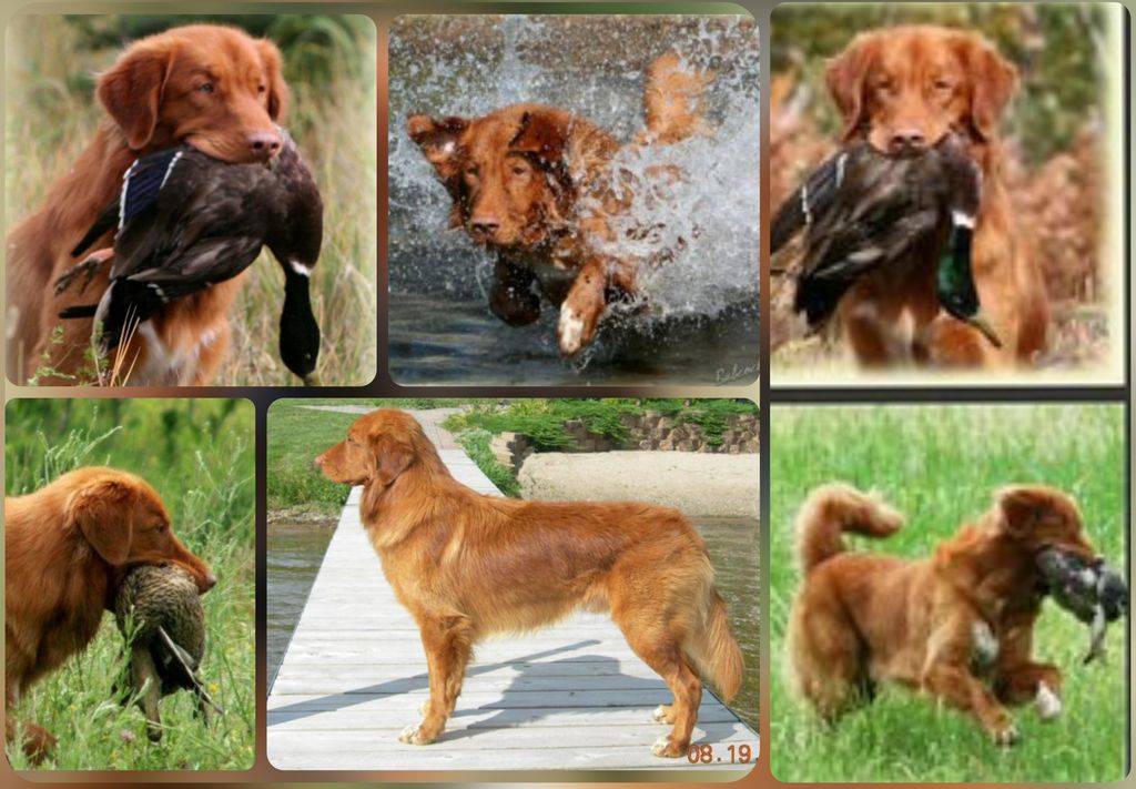 Nova Scotia Duck Tolling Retriever - The Breed Archive