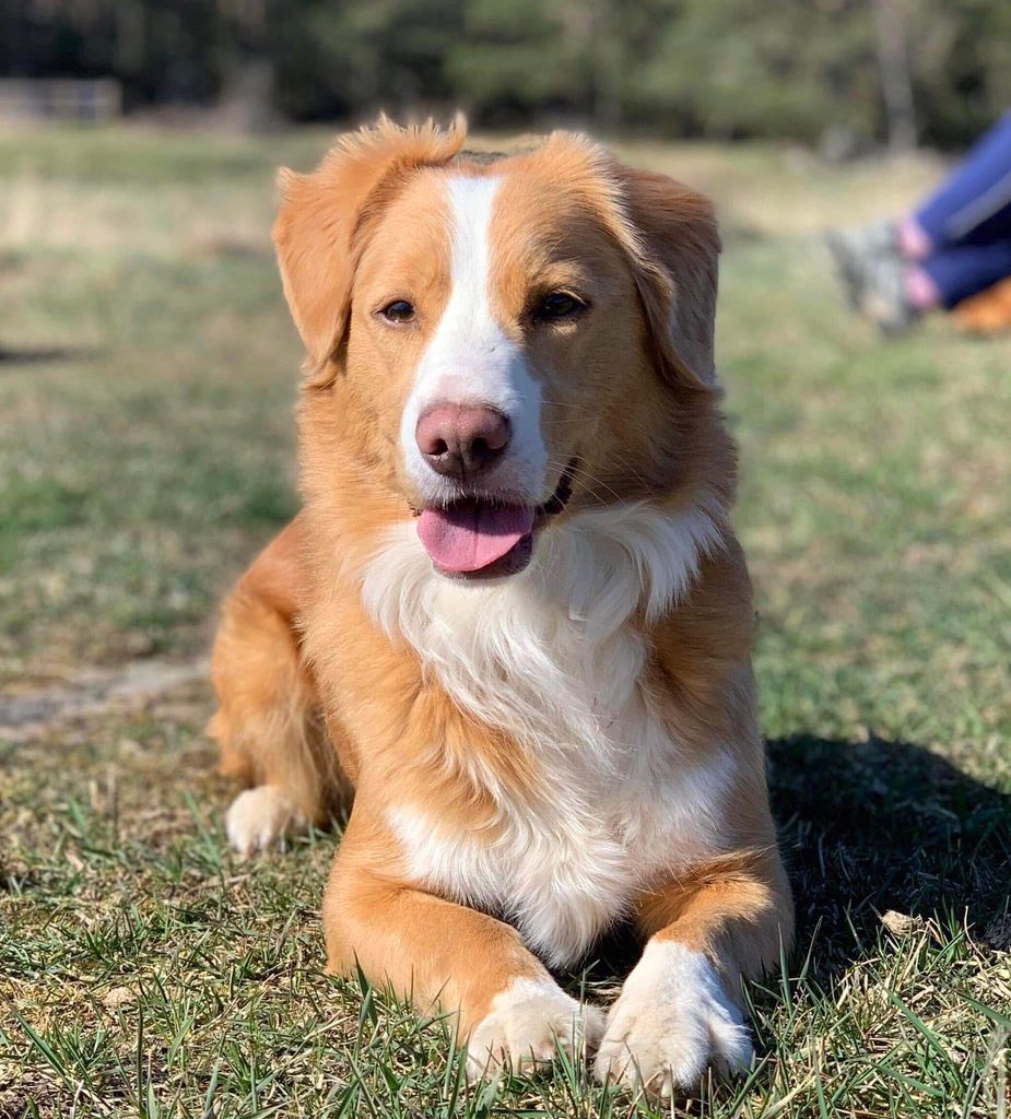 Nova Scotia Duck Tolling Retriever - The Breed Archive