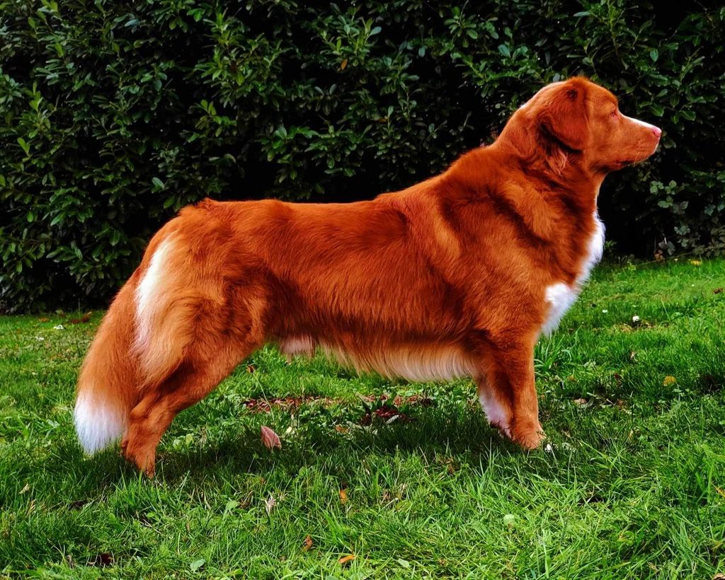 Nova Scotia Duck Tolling Retriever - The Breed Archive