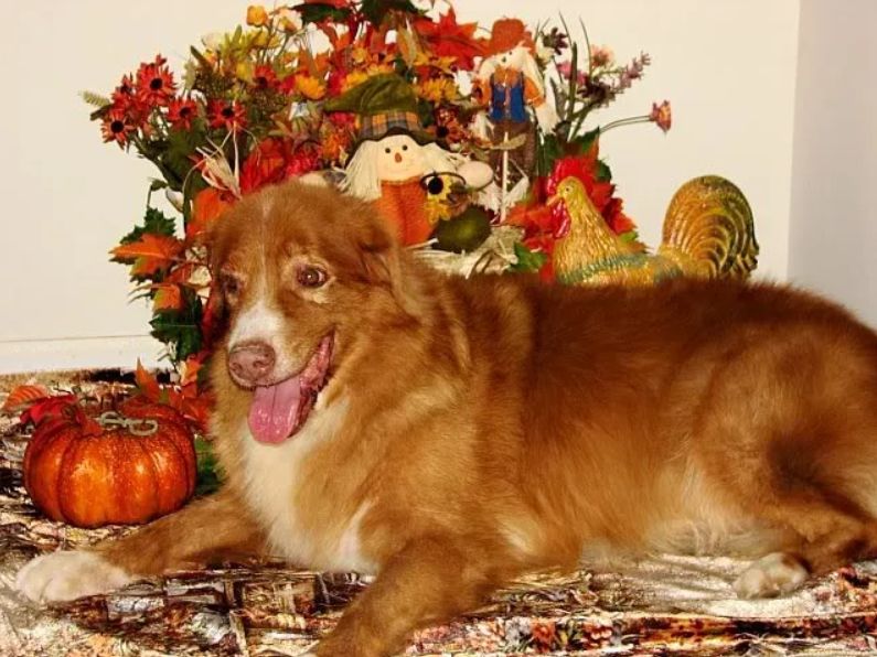 Nova Scotia Duck Tolling Retriever - The Breed Archive