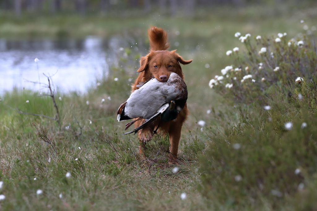 Nova Scotia Duck Tolling Retriever - The Breed Archive