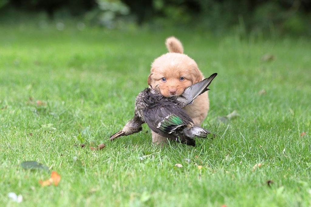 Nova Scotia Duck Tolling Retriever - The Breed Archive