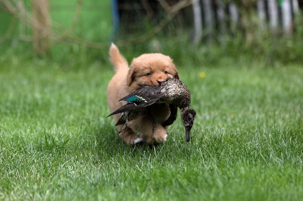 Nova Scotia Duck Tolling Retriever - The Breed Archive