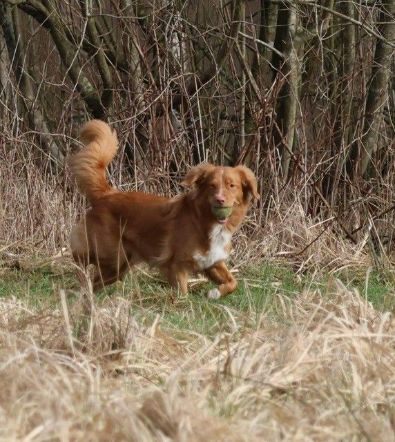 Nova Scotia Duck Tolling Retriever - The Breed Archive